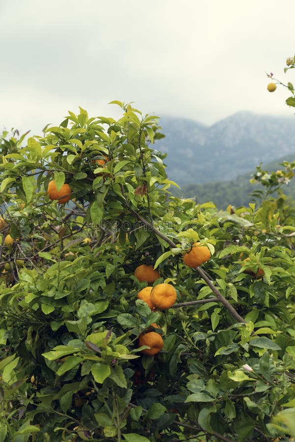 382 Sudaderas Naranjas Stock Photos - Free & Royalty-Free Stock Photos ...