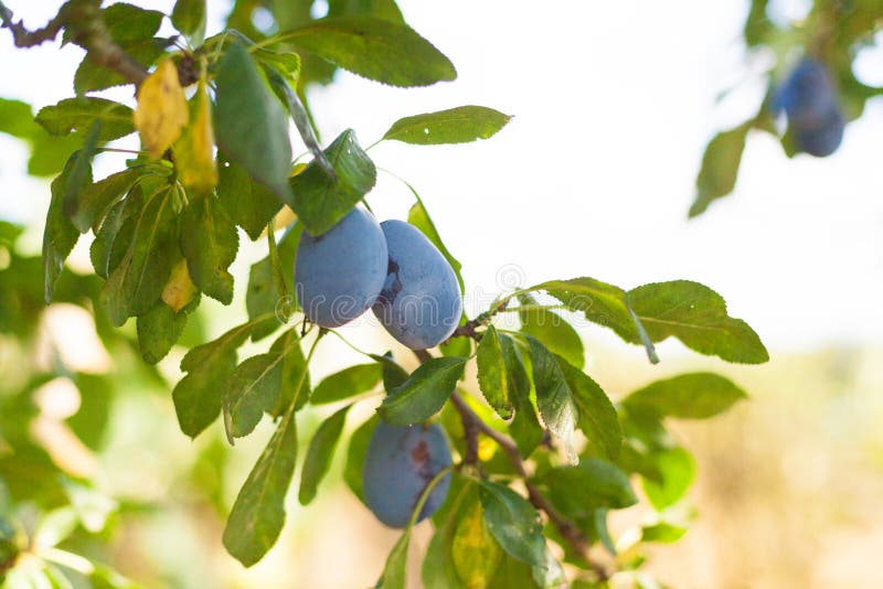 A sprig of fresh prunes stock image. Image of plums, natural - 99099845