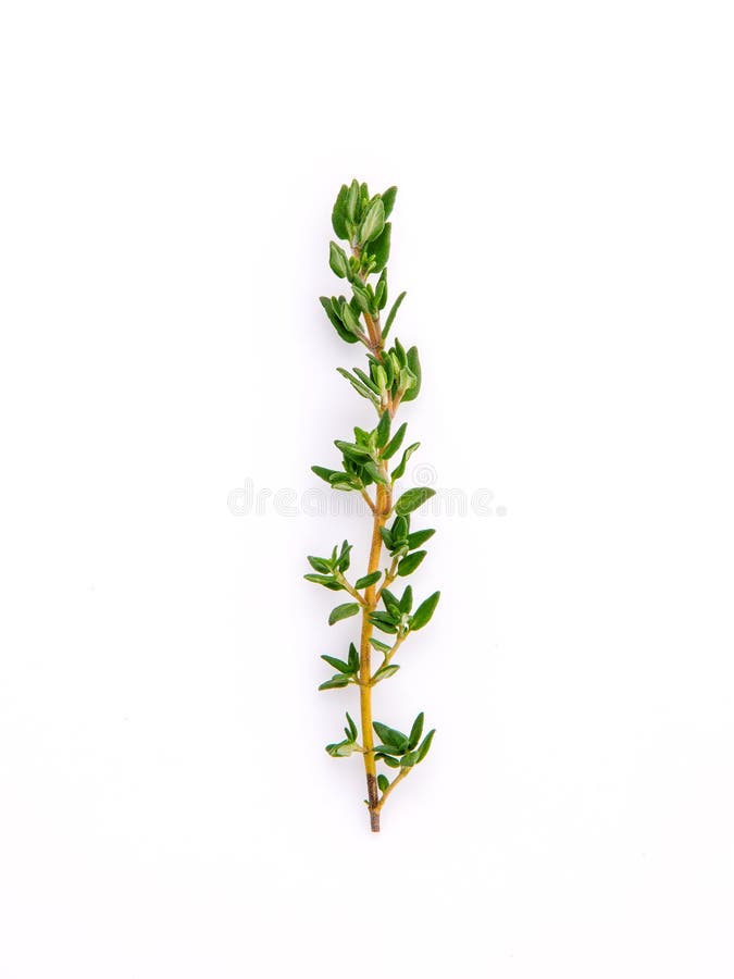 Branch Fresh Thyme Seasoning Concept Isolated White Ba Stock Photos ...