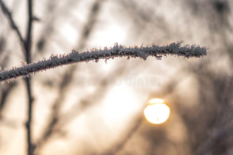 Branch with Frost Snowflakes Stock Photo - Image of crystals, forest ...