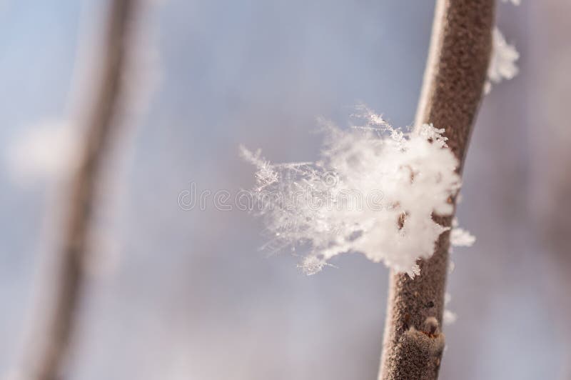 Branch with Frost Snowflakes Stock Image - Image of holiday, abstract ...