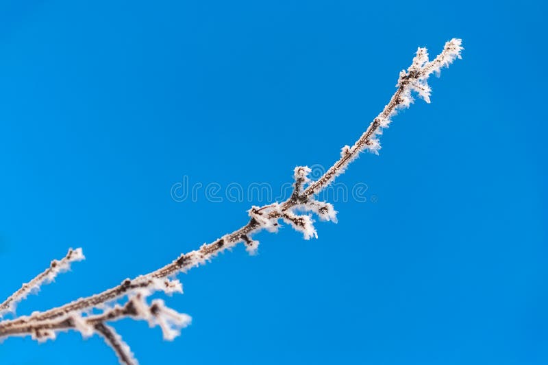 Branch with Frost Snowflakes Stock Photo - Image of closeup, frost ...