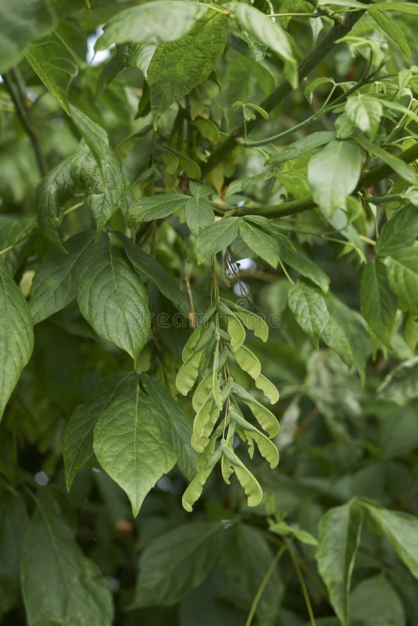 Branch of Acer Negundo Tree Stock Image - Image of plant, boxelder ...