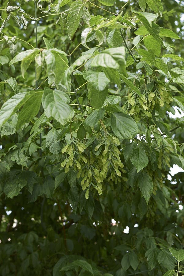 Branch of Acer Negundo Tree Stock Photo - Image of leaf, sapindaceae ...