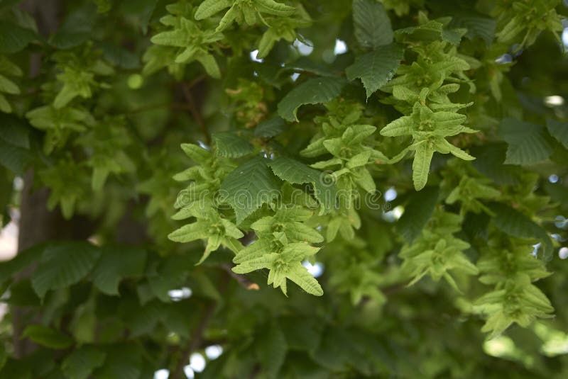 Sed Pods of Carpinus Betulus Tree Stock Photo - Image of inflorescence ...