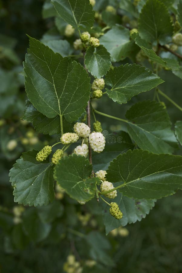 Morus Alba Branch with Fruits Stock Image - Image of juicy, botanical ...