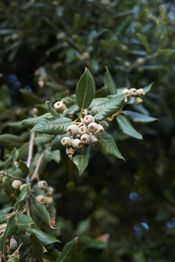 Branch with Fruit of Quercus Ilex Tree Stock Photo - Image of park ...