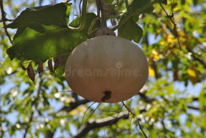 Branch, Fruit Tree, Fruit, Tree Picture. Image: 113373622