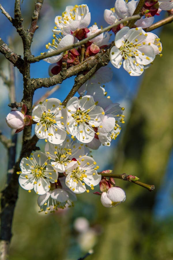 Branch of Fruit Tree Apricot Blooms Stock Image - Image of fruit, leaf ...