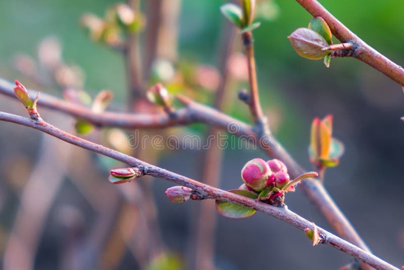 Branch of Fruit Tree with Budding Buds, Early Spring. Stock Photo ...