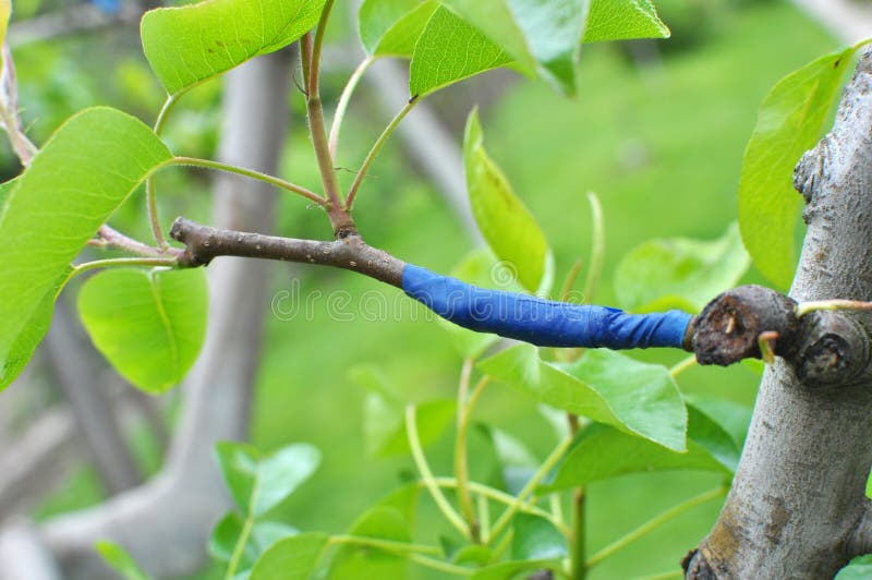 A Branch of a Fruit Tree with a Grafted New Variety Stock Image - Image ...