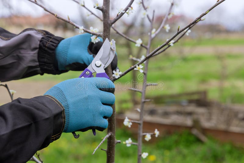 A Branch of a Fruit Tree is Pruned with Pruning Shears in the Spring ...