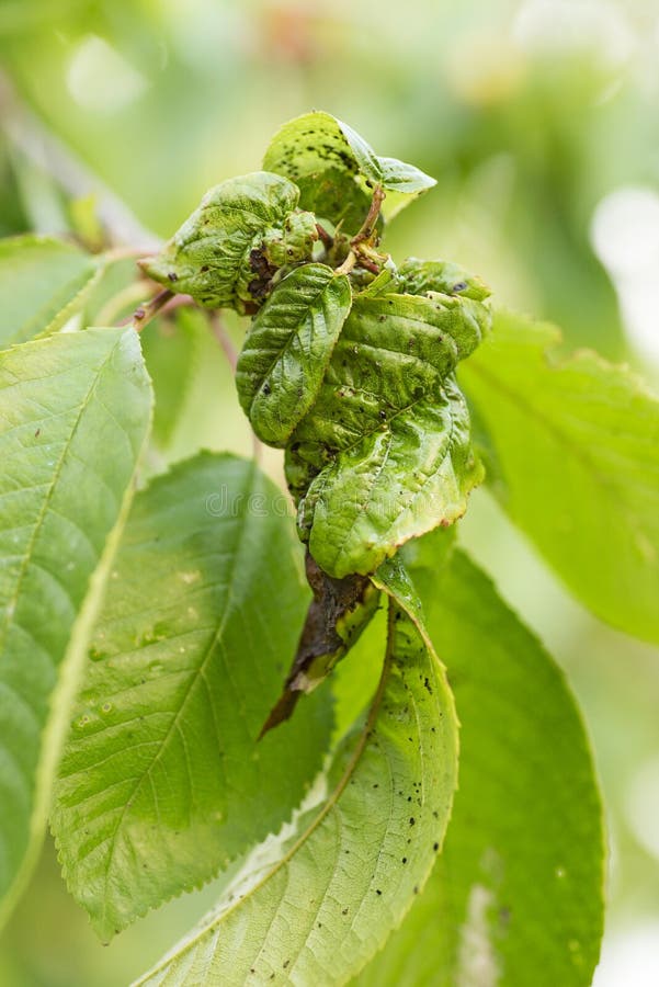 The Main Pests of Cherries and Cherries are Cherry Aphids Stock Photo ...