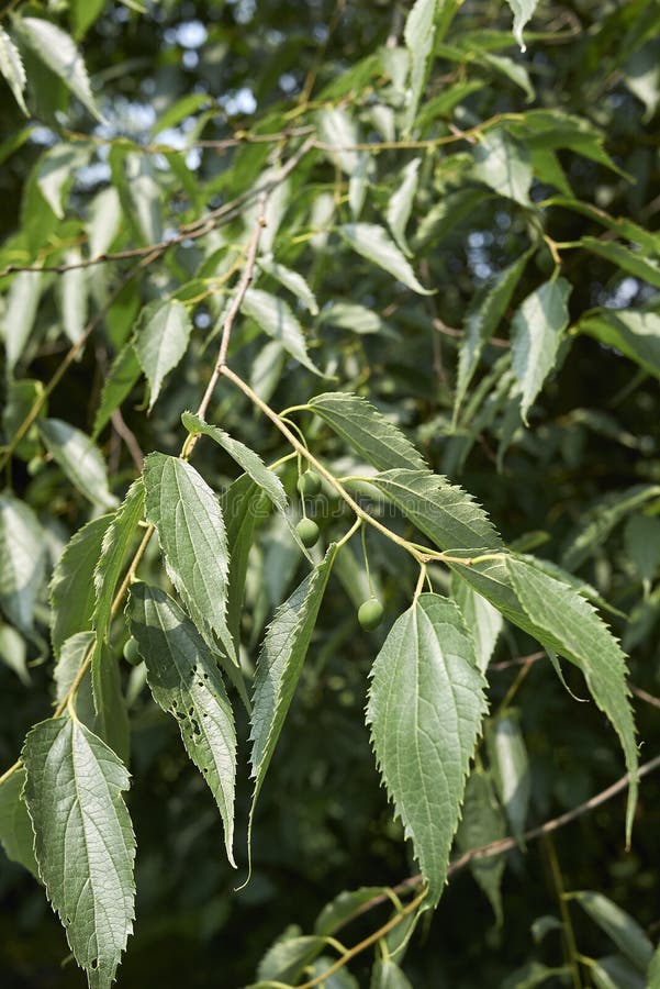 Branch with Fruits of Celtis Australis Tree Stock Image - Image of ...