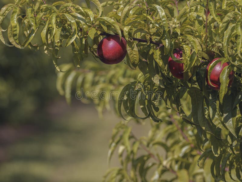 Branch with Fruits of Ripe Natural Nectarines in the Tree Stock Photo ...