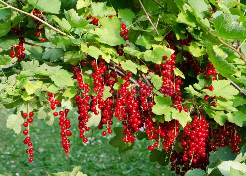 Branch Full of Fresh Red Currant Stock Image - Image of farm, delicious ...