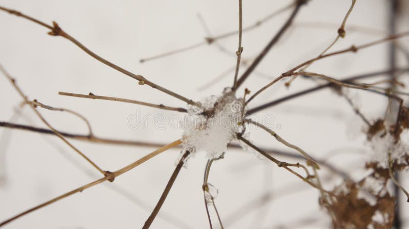 Branch Full of Snow, Texture Background Stock Image - Image of scenic ...
