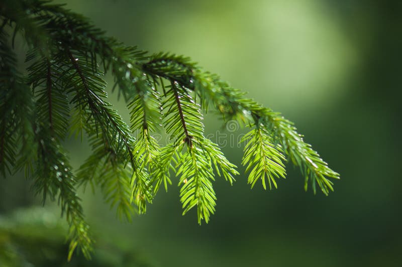 Branch of a fur-tree stock image. Image of firtree, fluffy - 27169137