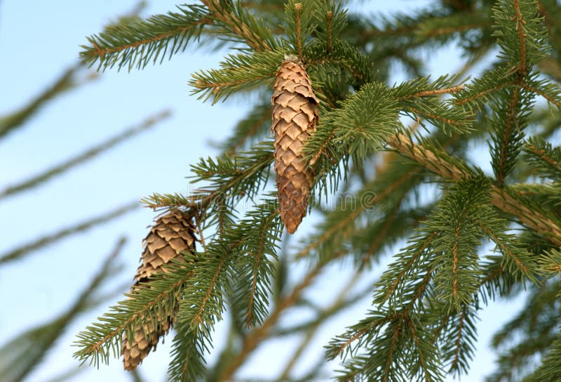 Branch of a fur-tree stock image. Image of plant, structure - 7357585