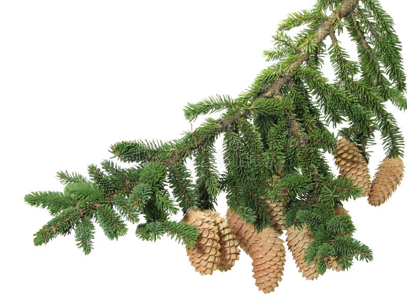 Branch of fur-trees stock photo. Image of open, freshness - 3788550