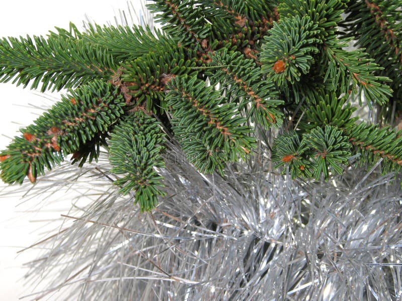 Branch of Fur-trees, Christmas a Tree Stock Image - Image of branch ...