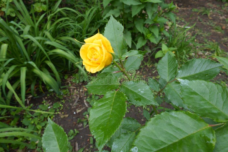 Branch of Garden Rose with One Yellow Flower Stock Image - Image of ...