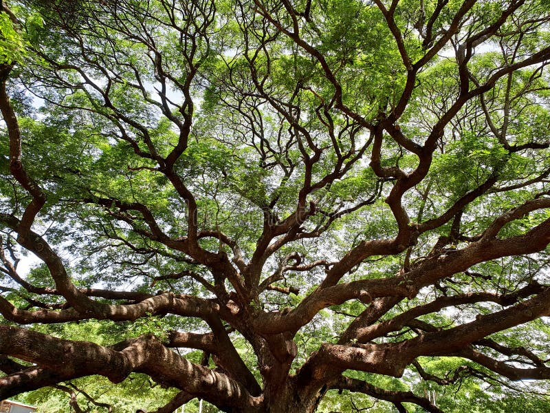 The Branch of Giant Rain Tree Stock Image - Image of tree, rain: 264818869