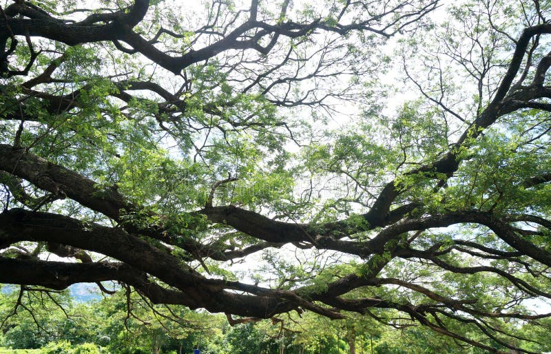 Closeup of Raw Giant Freshwater Prawn Macrobrachium Rosenbergii Stock ...