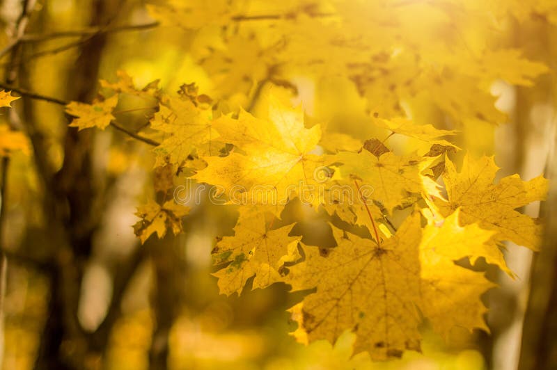 Branch with Golden Maple Leaves in a Wild Forest Stock Photo - Image of ...