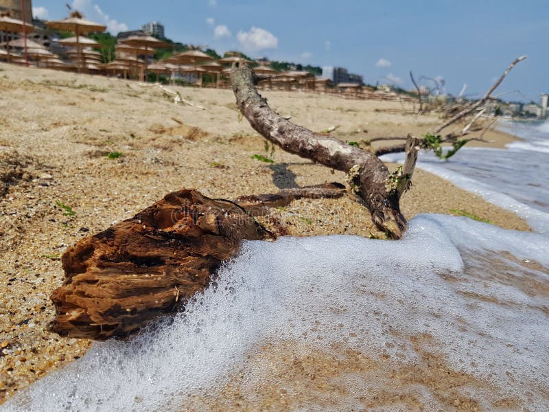 Branch on the beach stock photo. Image of holiday, coast - 117892162