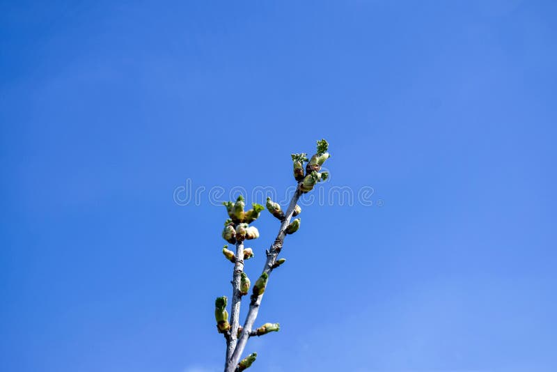 Branch of Gooseberry with Swollen and Blooming Buds. Early Spring ...
