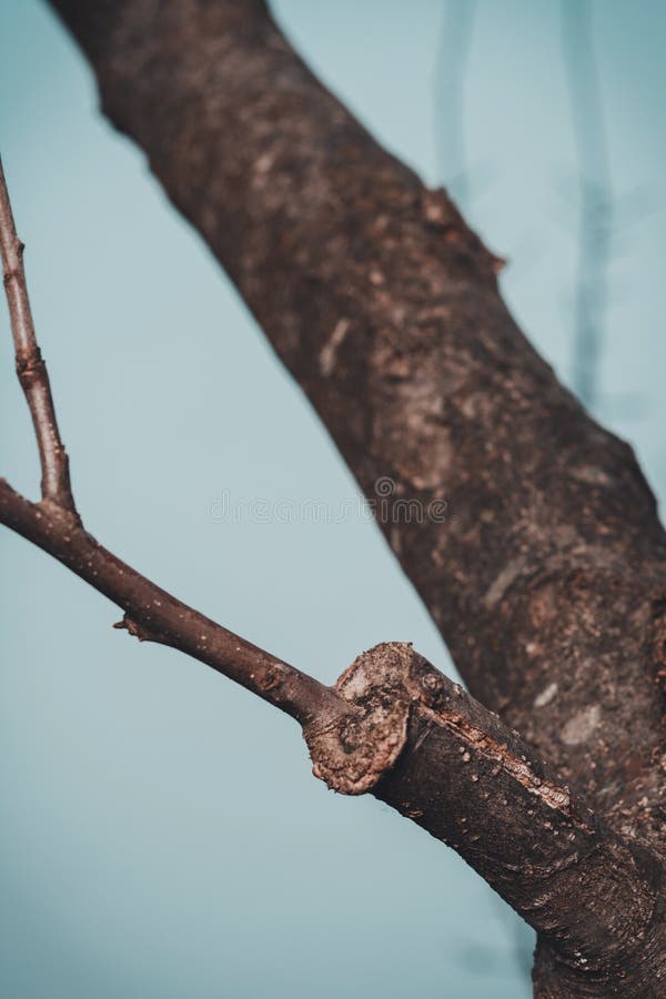 Branch of Grafted Tree in Early Spring, in Which the Buds Already Begin ...