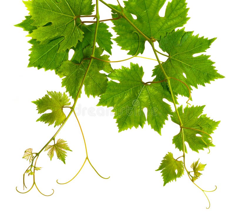 Branch of Grape Vine on White Background Stock Image - Image of plant ...