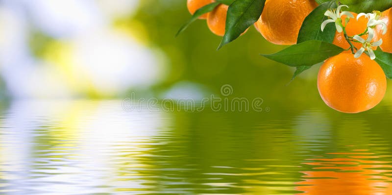 Branch of a Grapefruit Tree with Fruits and Flowers and Their ...
