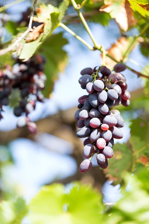 Branch of grapes stock photo. Image of nature, natural - 43801612
