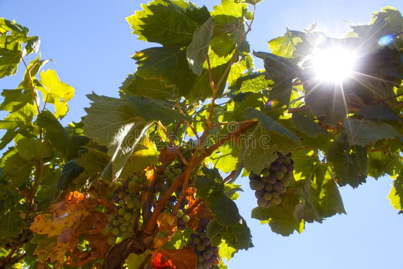 Branch with Grapes of a Vineyard in Summer Stock Photo - Image of ...