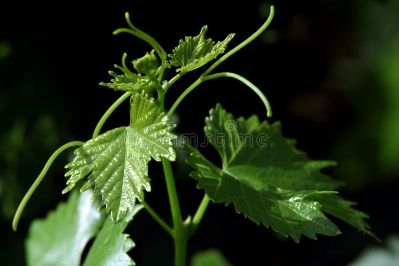 Branch of a grapevine stock image. Image of grape, agriculture - 11300935