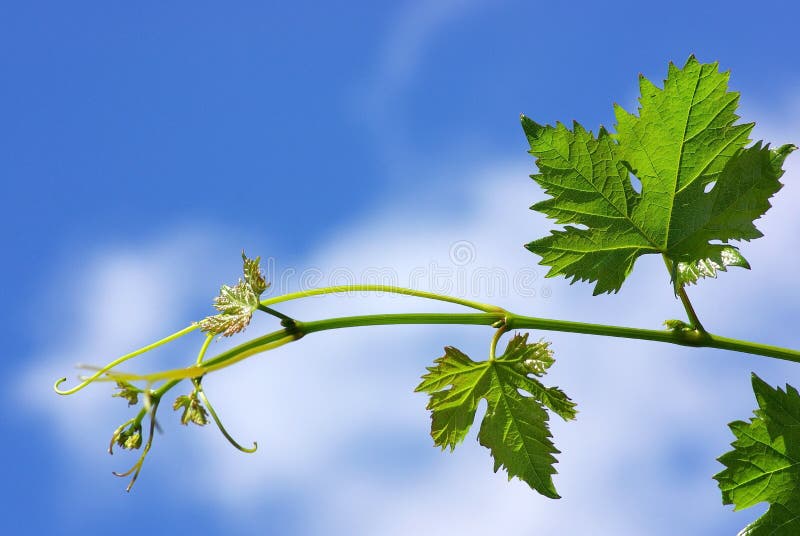 Branch of grapevine. stock image. Image of grow, rural - 5384257