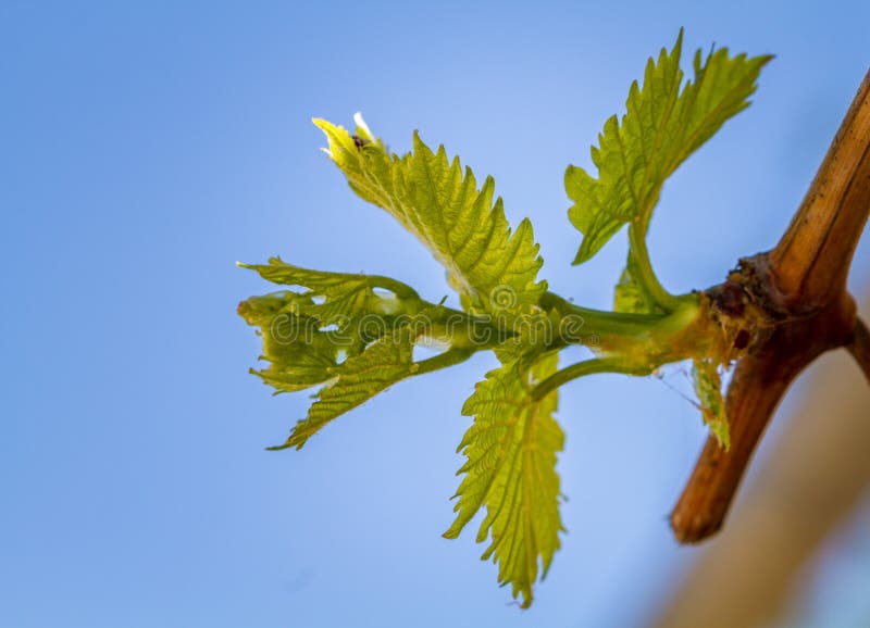 Branch of Grapevine on Sky Background Stock Photo - Image of blue ...