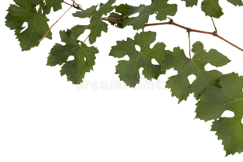 A branch of grapevine stock image. Image of organic - 255752773