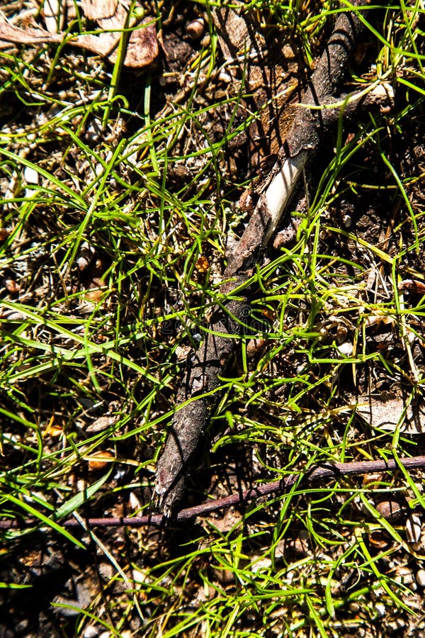 Branch in Grass stock photo. Image of flora, forest, leaves - 91794744