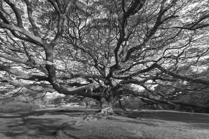 Branch of Great Giant Big Tree Stock Photo - Image of pattern ...