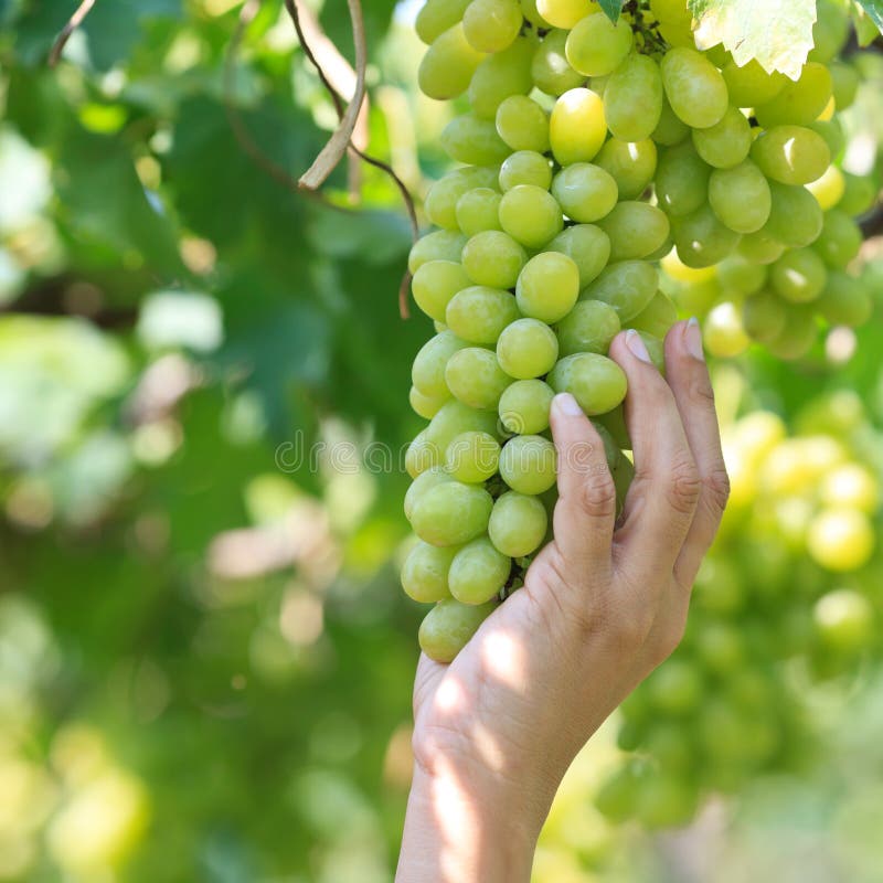 Branch of gree grapes stock image. Image of ripe, fresh - 46031867