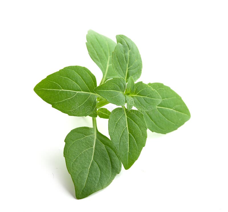 Branch of green basil stock photo. Image of fresh, branch - 129207740