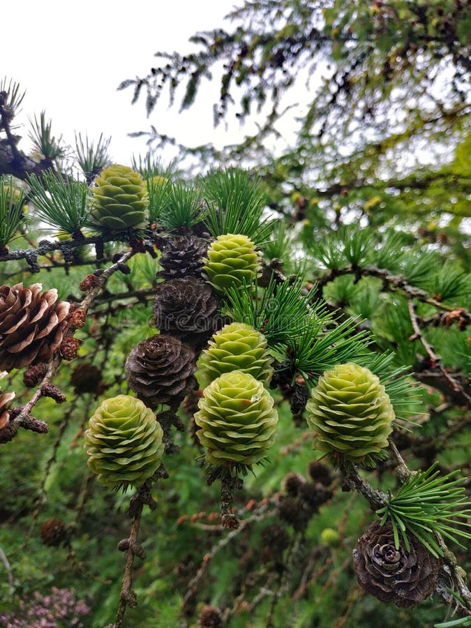 Branch with green bumps stock photo. Image of produce - 179520492