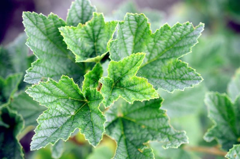 Branch with Green Currant Leaves. Spring Greens Stock Image - Image of ...