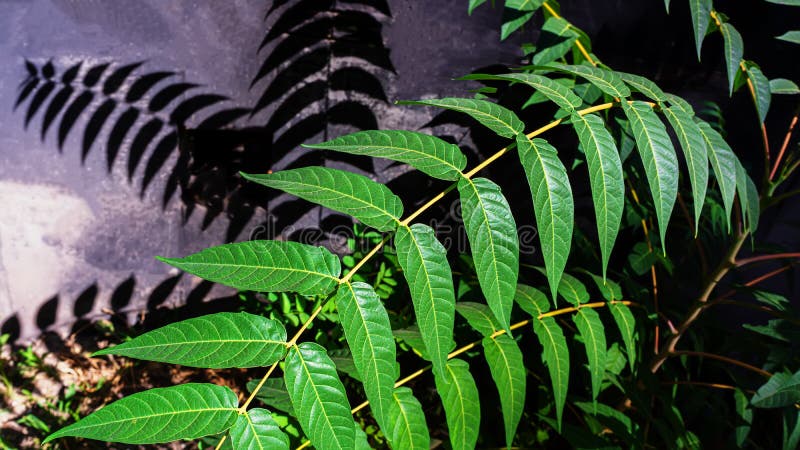 Branch and Green Foliage and Shadow on the Wall on a Sunny Day Stock ...