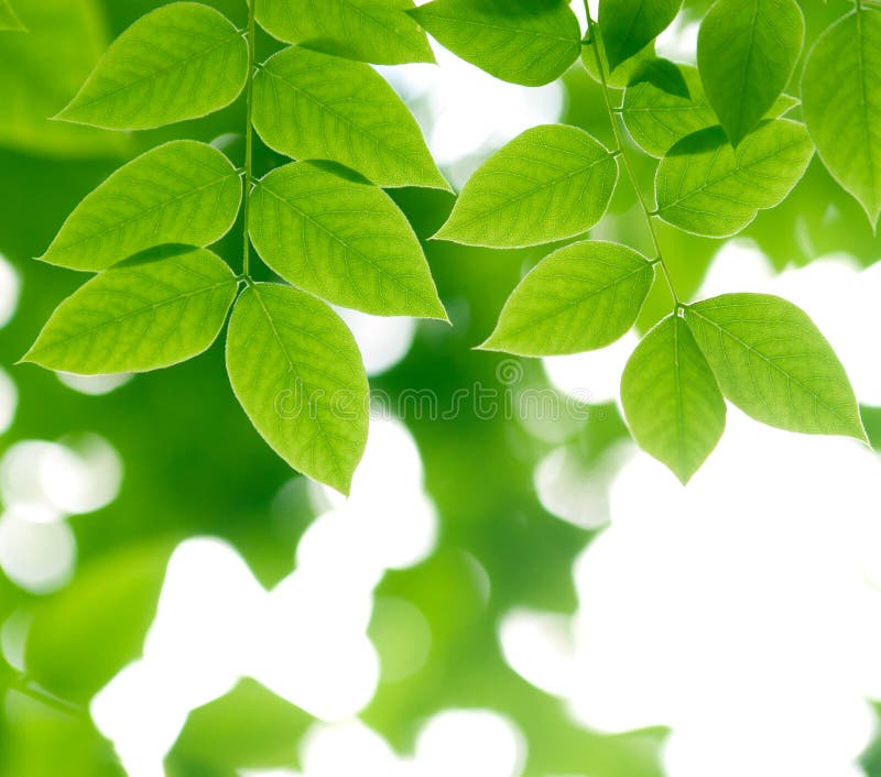 Branch with Green Fresh Leaves in the Forest Stock Image - Image of ...