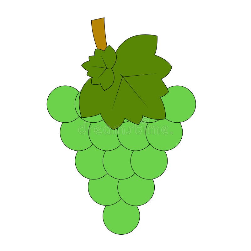 A Branch of Green Grapes. Fruit Drawing Stock Vector - Illustration of ...
