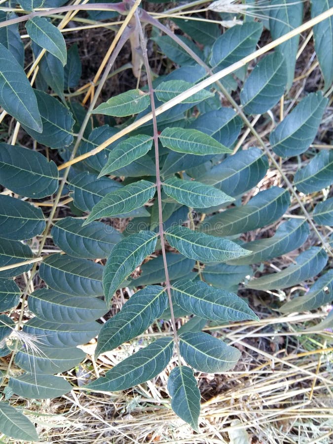 2,274 Lanceolate Leaves Stock Photos - Free & Royalty-Free Stock Photos ...